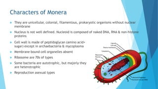 Kingdom Monera or bacteria (biological classification) by Ratnodip Saha ...