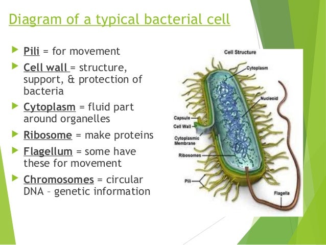 Organisms In The Kingdom Monera Belleza Consejas Organisms In The Kingdom Monera Belleza Consejas