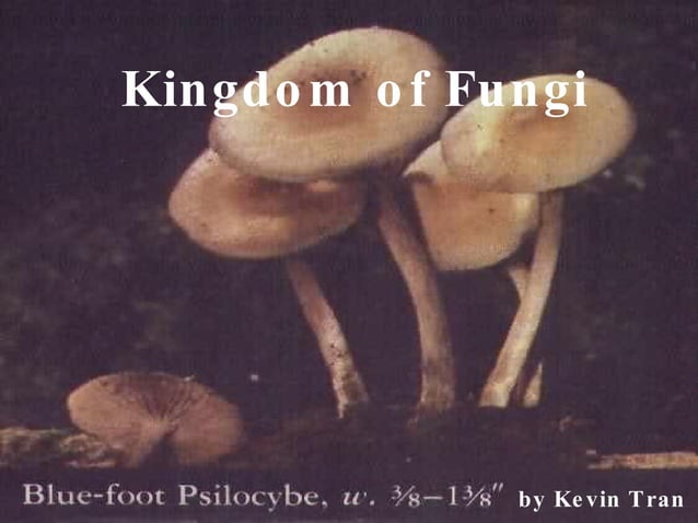 Kingdom Of Fungi | PPT