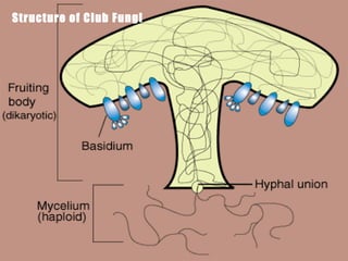 Kingdom Of Fungi | PPT