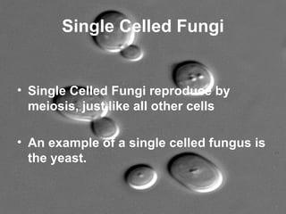 Kingdom Of Fungi | PPT