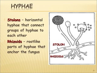 Kingdom of fungi | PPT