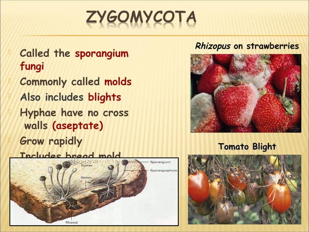 Kingdom of fungi | PPT