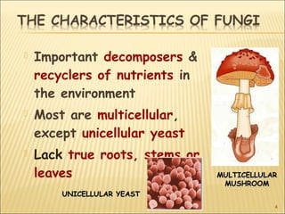 Kingdom of fungi | PPT