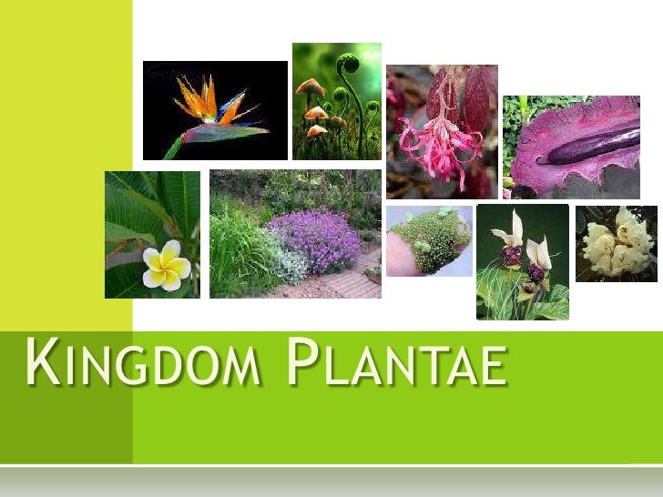 Kingdom Plantae Kingdom Plantae