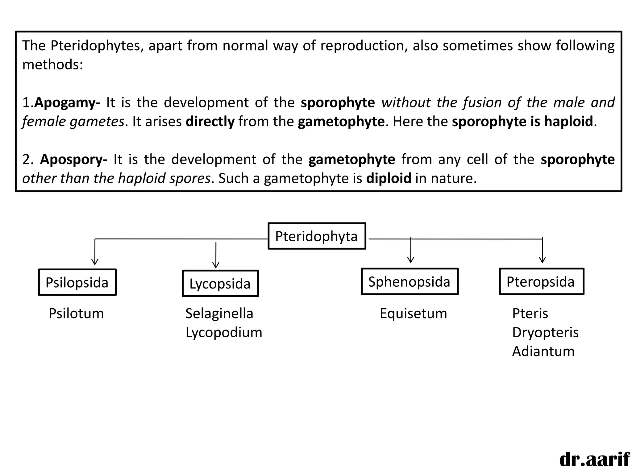 Kingdom plantae | PPSX