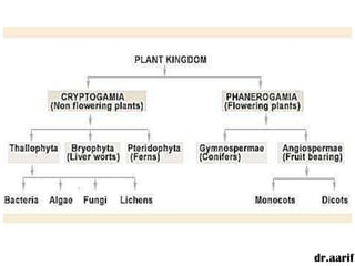 Kingdom plantae | PPSX