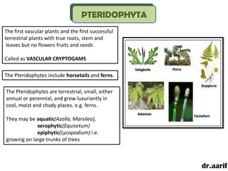 Plantae Examples
