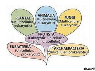 Kingdom Plantae Cells