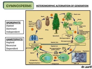 Heteromorphic Alternation Of Generations