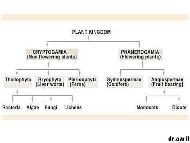 Kingdom Plantae Diagram