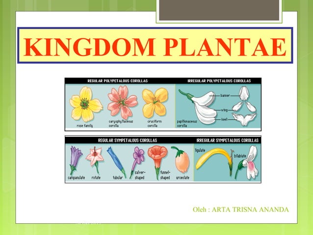 Kingdom plantae | PPT