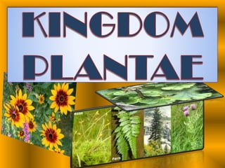 Kingdom plantae | PPTX