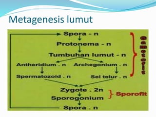 Kingdom plantae | PPTX