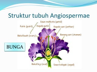 Kingdom plantae | PPTX