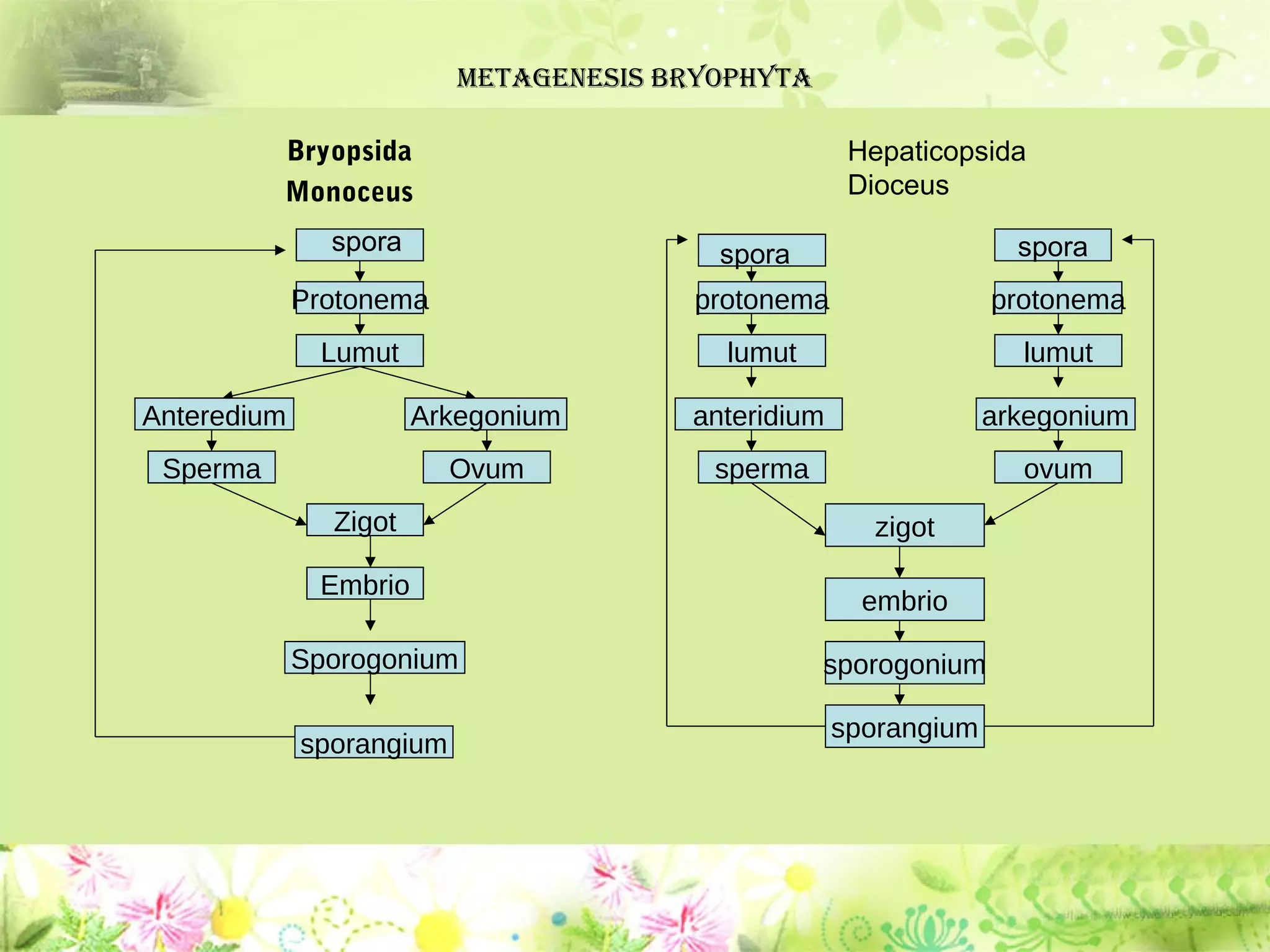 Kingdom plantae | PPT