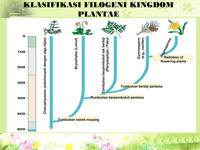 Kingdom plantae | PPT