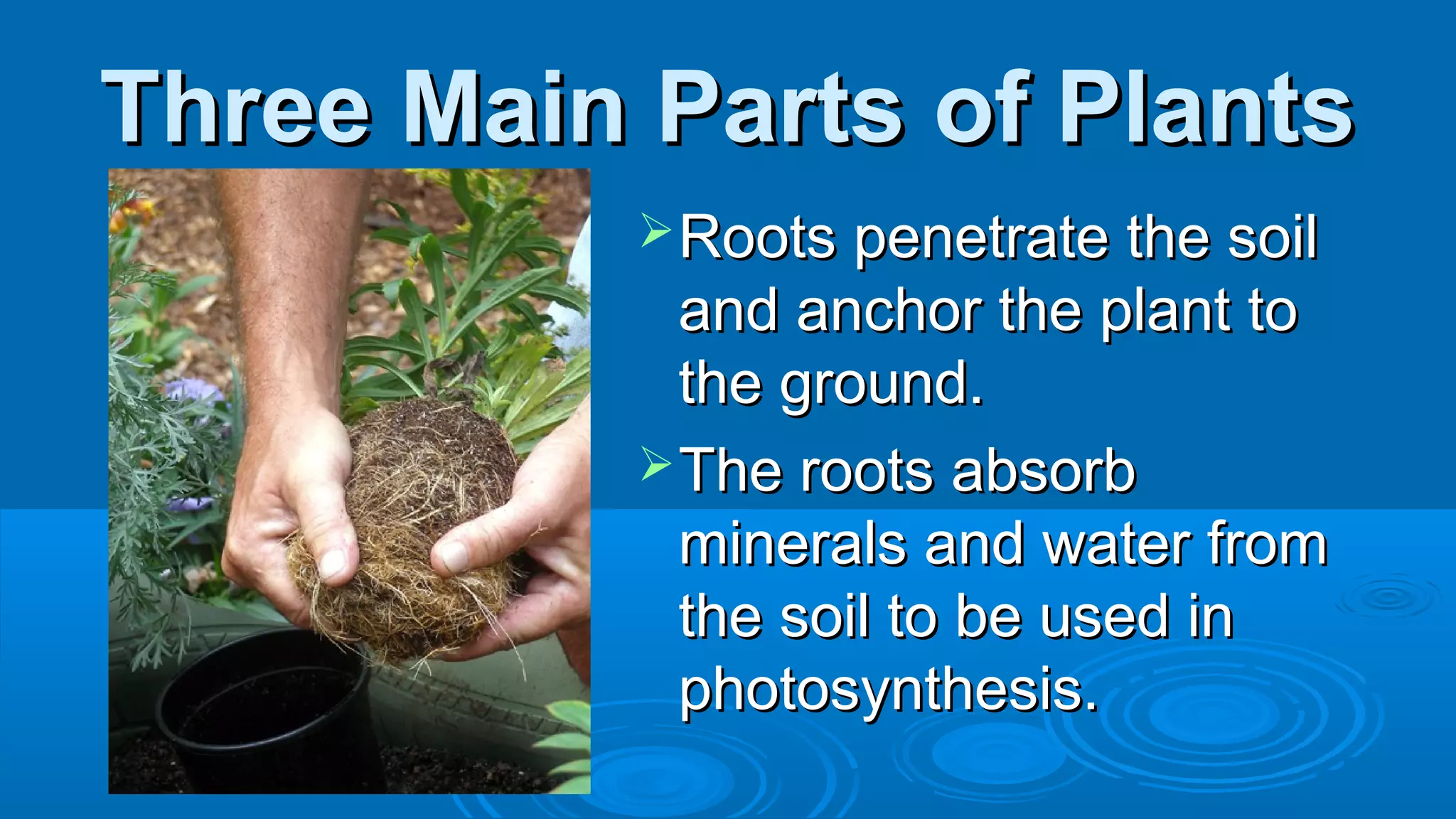 Kingdom plantae | PPT
