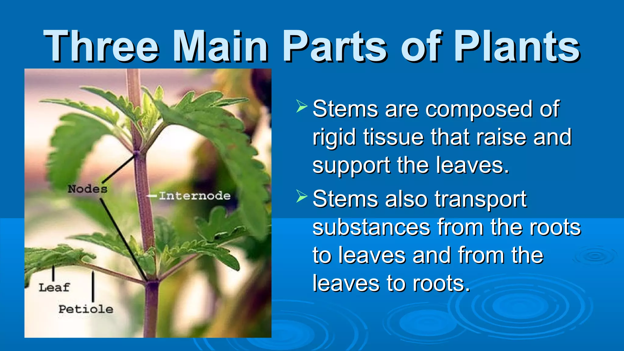 Kingdom plantae | PPT