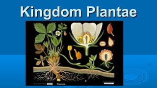 Kingdom plantae | PPT