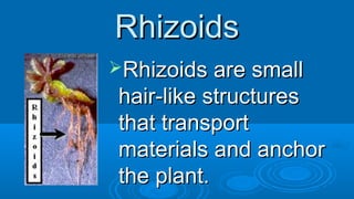 Kingdom plantae | PPT