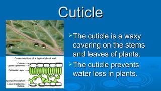 Kingdom plantae | PPT