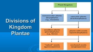 Kingdom plantae | PPT