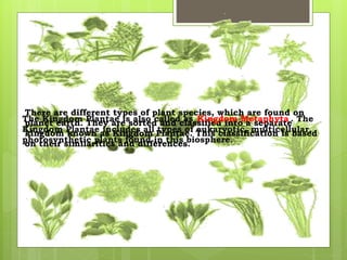 Kingdom Plantae | PPTX