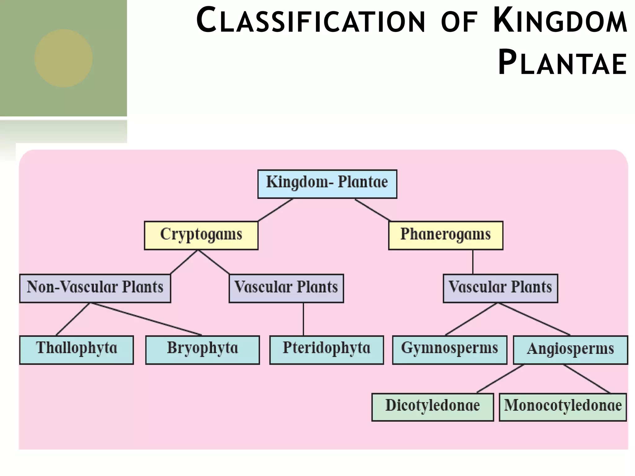 Kingdom plantae | PPTX