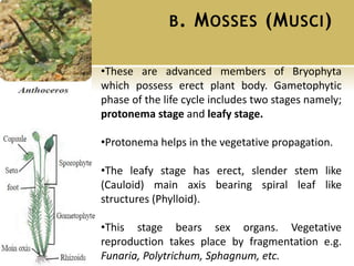 Kingdom plantae | PPTX