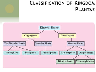 Kingdom plantae | PPTX