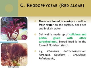Kingdom plantae | PPTX