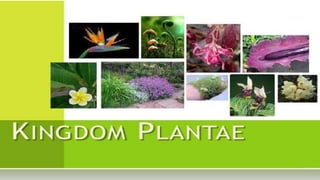 Kingdom plantae | PPT