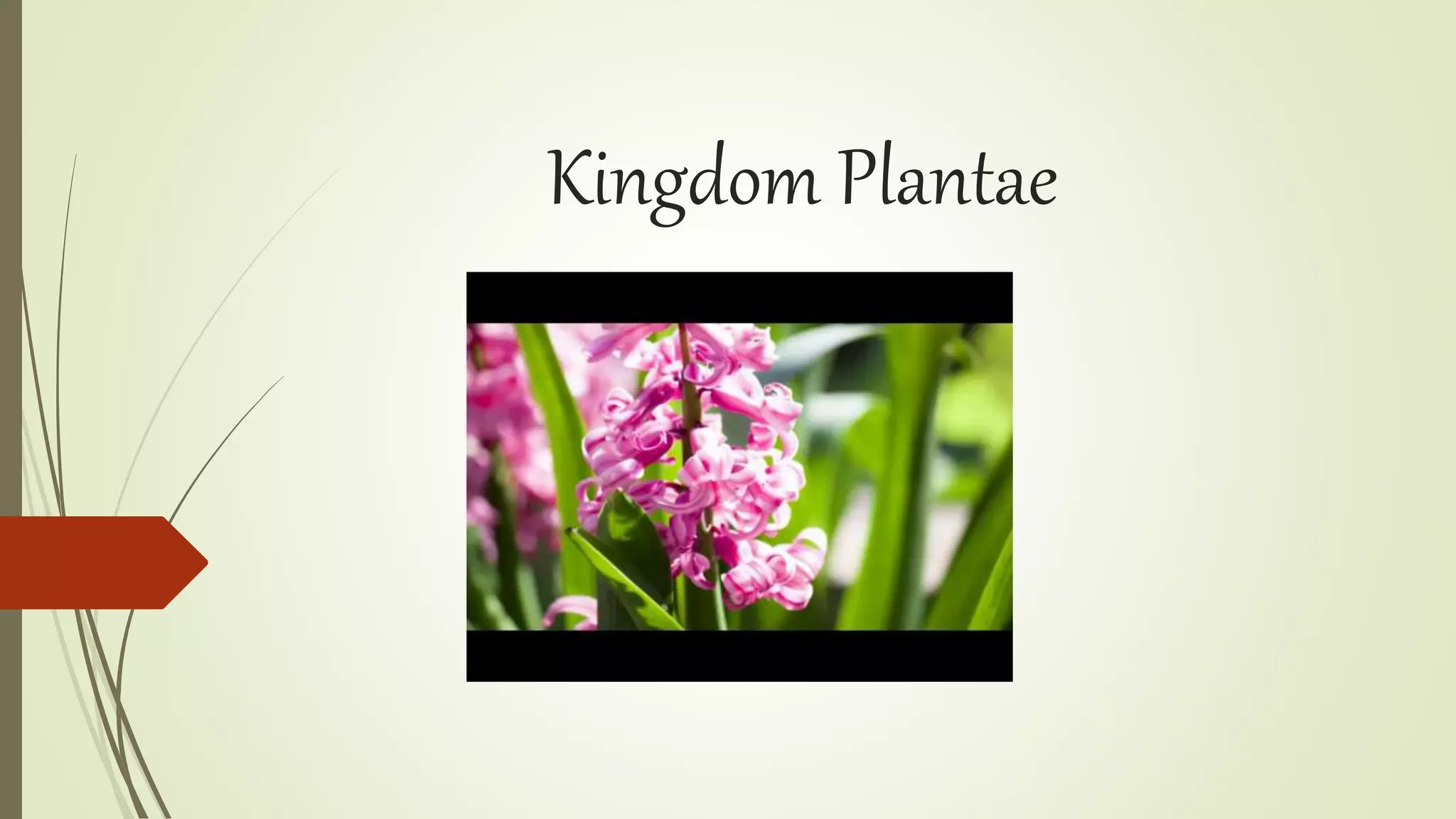 Kingdom Plantae.pptx
