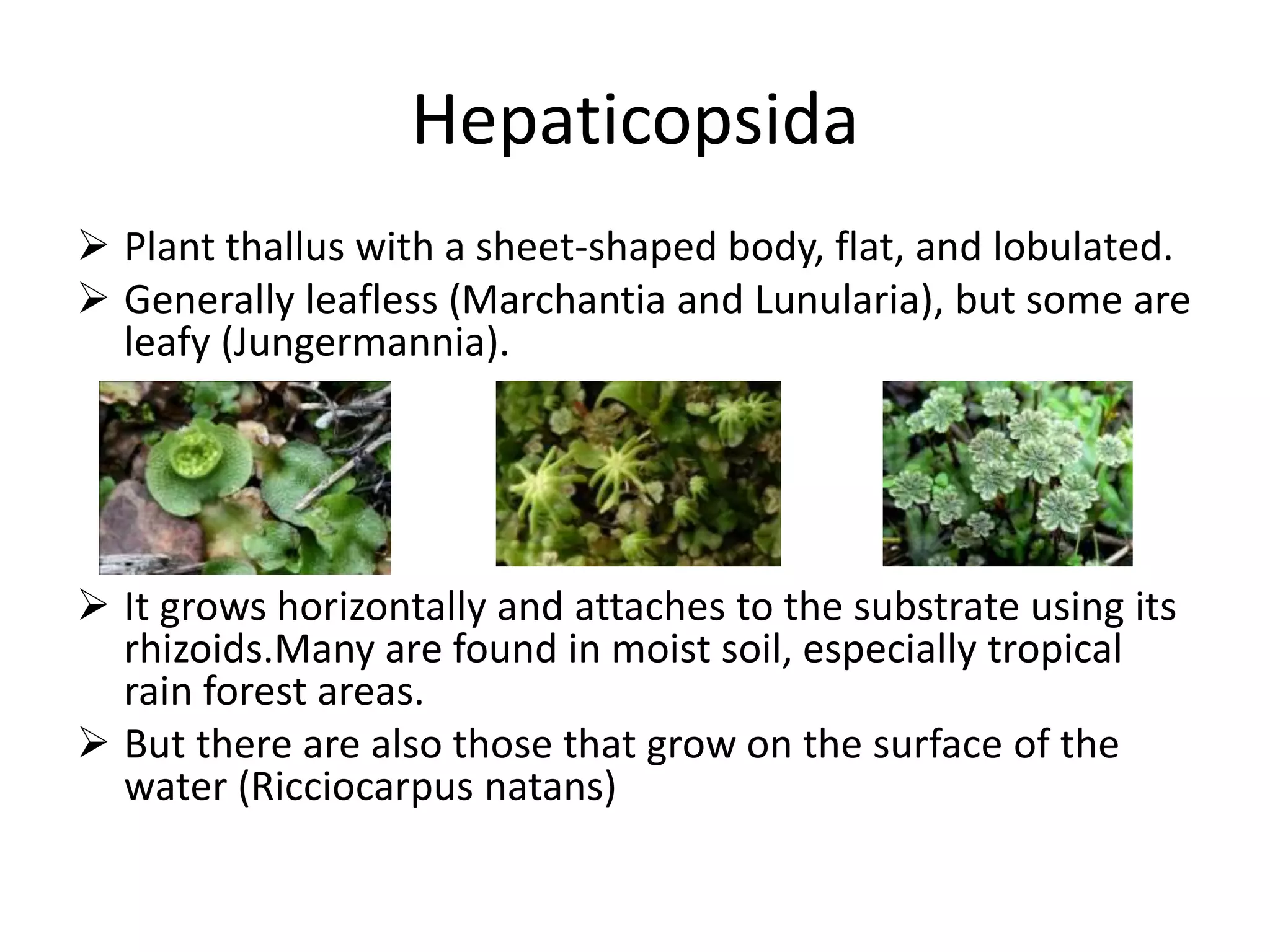 KINGDOM PLANTAE.pptx