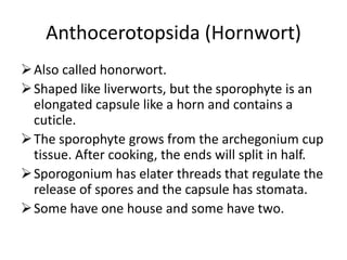 KINGDOM PLANTAE.pptx