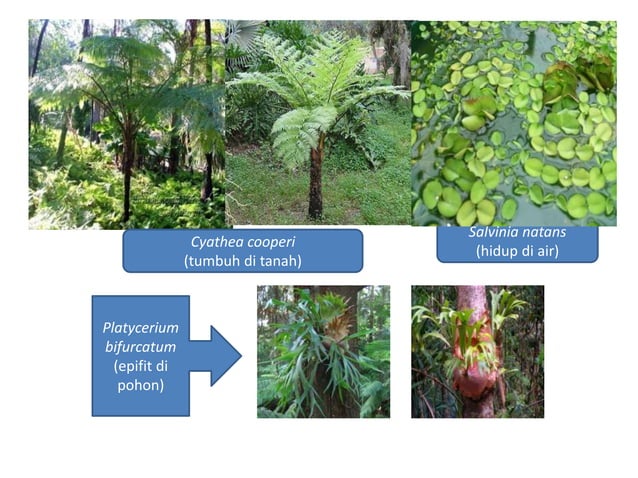 KINGDOM PLANTAE.pptx