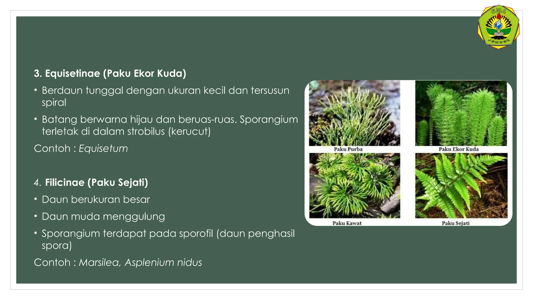 Kingdom plantae.pptxKMdfjksmdfkSNFKWENWMJWKD | PPTX