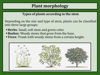 Kingdom plantae - Introduction and plant morphology | PPTX