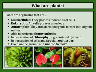 Kingdom plantae - Introduction and plant morphology | PPTX