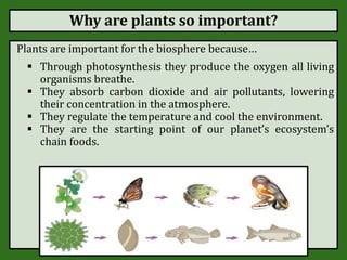 Kingdom plantae - Introduction and plant morphology | PPTX