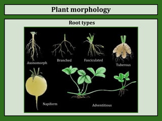 Kingdom plantae - Introduction and plant morphology | PPTX