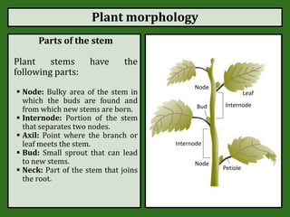 Kingdom plantae - Introduction and plant morphology | PPTX