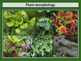 Examples Of Plantae