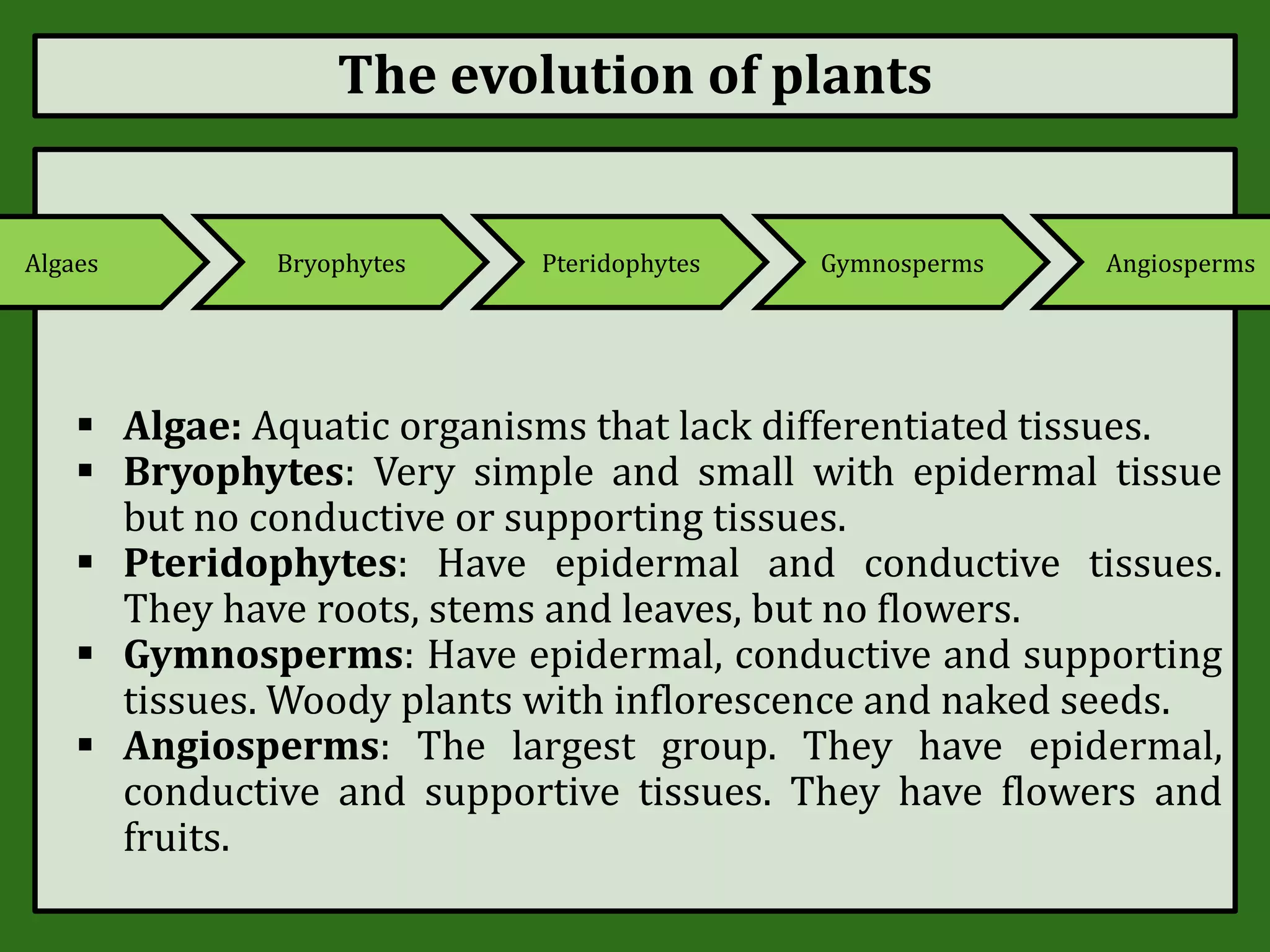 Kingdom Plantae - Plant taxonomy | PDF