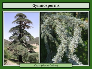 Kingdom Plantae - Plant taxonomy | PDF