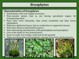 Kingdom Plantae - Plant taxonomy | PDF