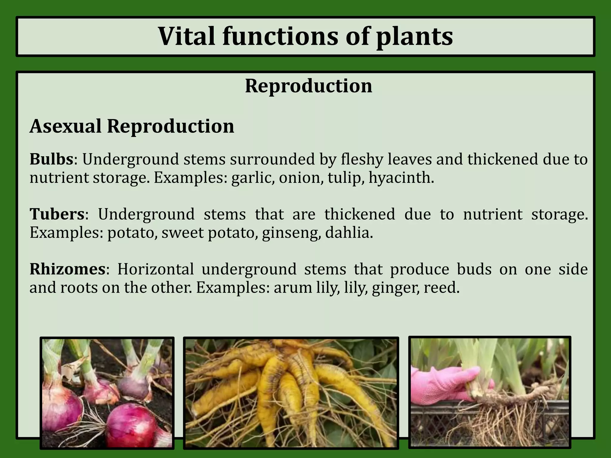Kingdom Plantae - Vital functions | PPTX