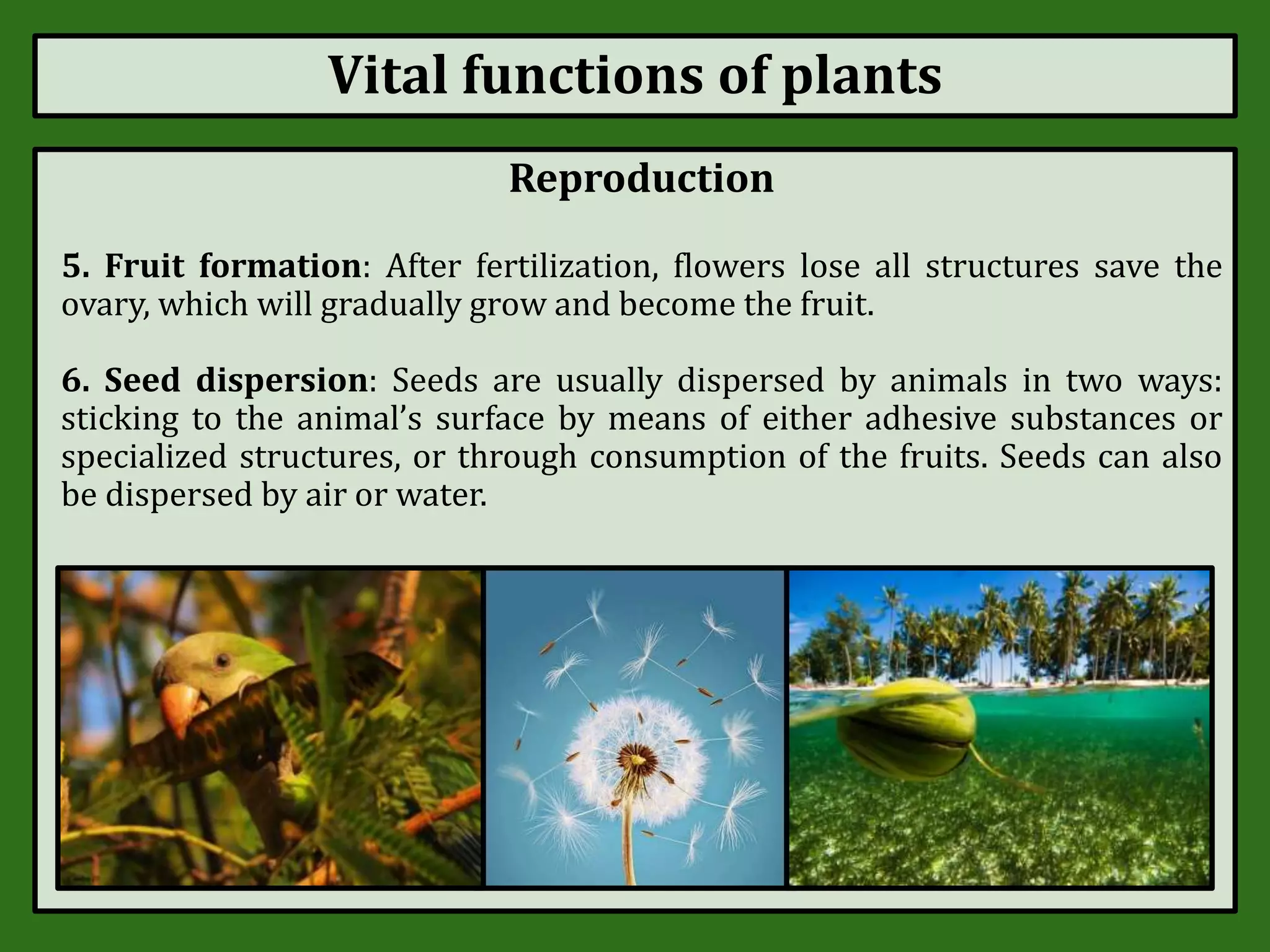 Kingdom Plantae - Vital functions | PPTX