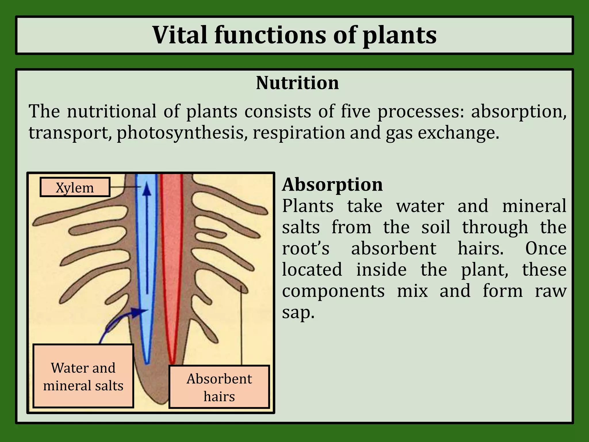 Kingdom Plantae - Vital functions | PPTX